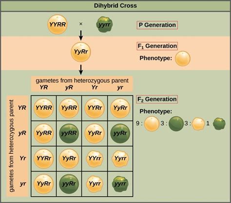 mendel s law of segregation genetics article khan academy biology biology lessons