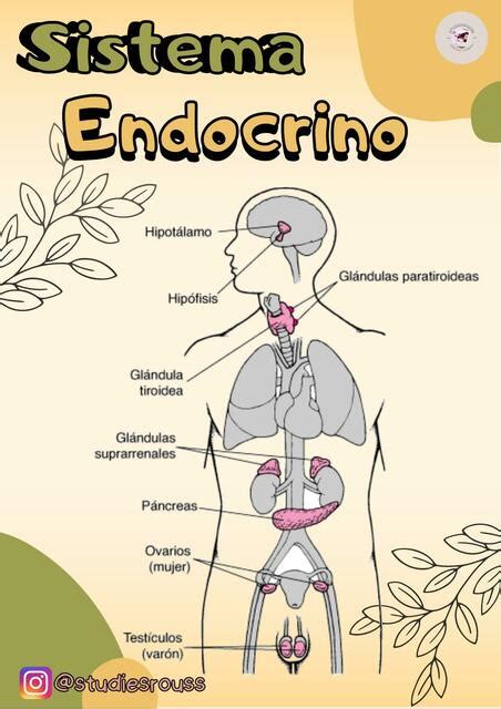 Sistema Endocrino UDocz