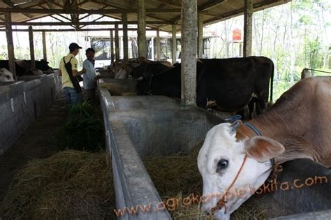 Analisa Usaha Penggemukan Sapi Potong Skala 50 Ekor Agrokompleks Kita
