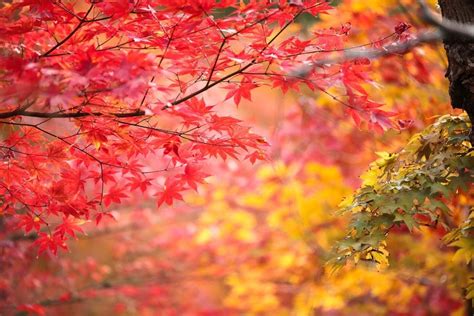 Fall Leaf Colors 2024 Daisie Arluene