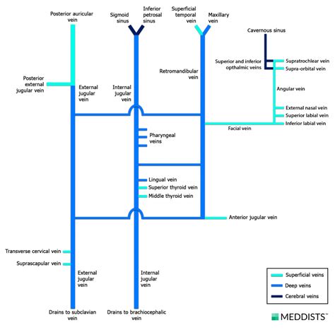 Venous Drainage Meddists