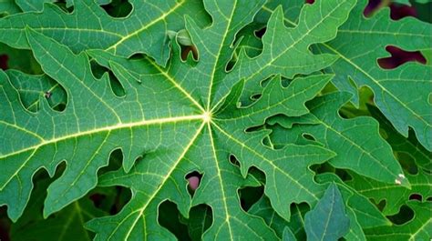 Fakta Daun Pepaya Untuk Kesehatan Kulit Yang Mengagetkan Banyak Orang