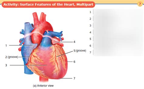Surface Features Of The Heart Anterior Portion Diagram Quizlet
