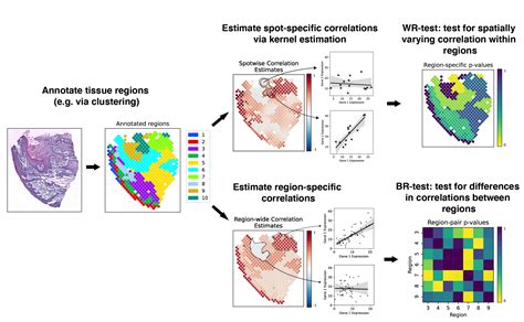 spatialcorr analyze spatial gene expression correlation in python — spatialcorr documentation