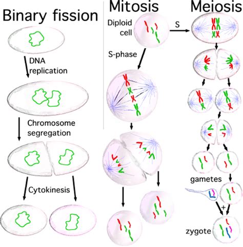 Zellteilung Mitose Und Meiose Stengel