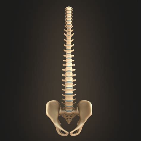 Spine Anatomy Spinal Column 3D Model TurboSquid 1427504