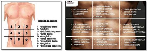 9 Regiões Do Abdômen E Seus órgãos