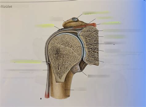 Art Humeri Diagram Quizlet
