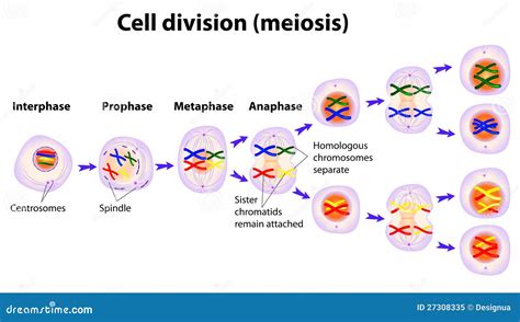Ciclo De Meiosis Imagen