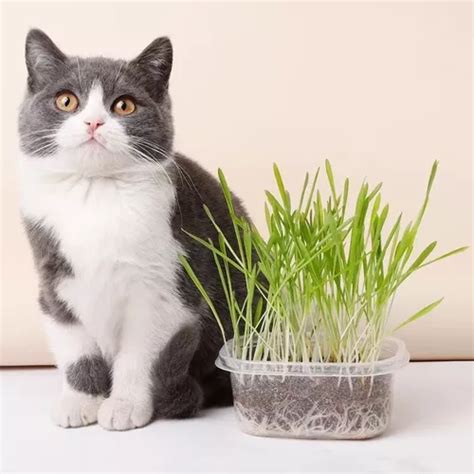 Kit De Hierba Gatera Semillas 140g Para Gatos Meses sin interés