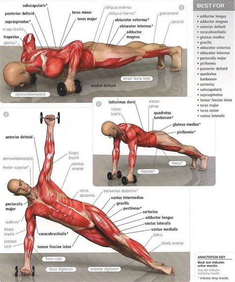 Qué músculos trabajo en cada ejercicio Mundo Entrenamiento