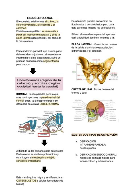 SOLUTION Resumen de Esqueleto axial embriología Studypool