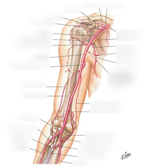 Arm Arteries Diagram Quizlet