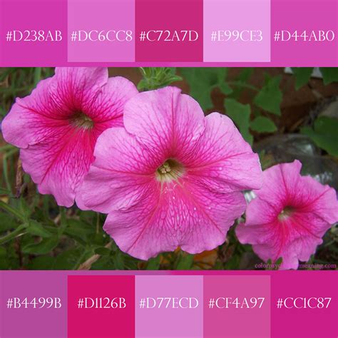 Shades Of Pink Names With HEX RGB Color Codes