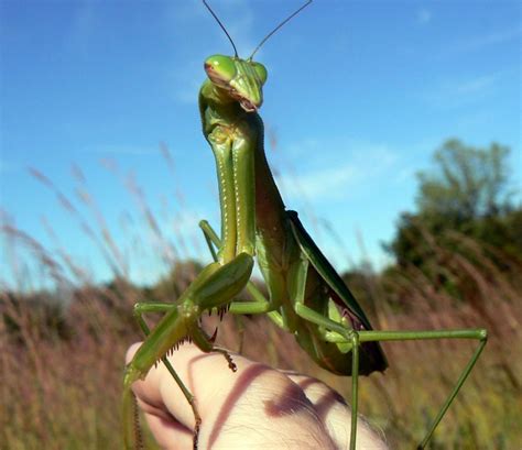 How Do Praying Mantis Live