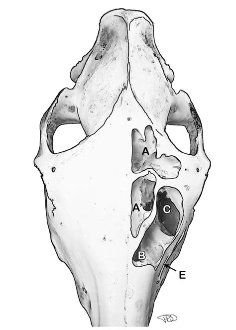 Equine Skull Sinuses Dorsal View Diagram Quizlet