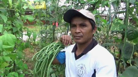 Panduan Lengkap Cara Menanam Kacang Panjang Buncis Di Polybag Dari