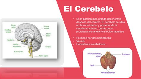 Solution Exposicion Anatomia Cerebelo Studypool