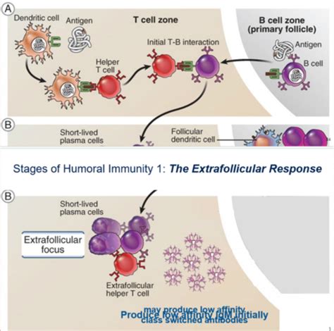 The Immune Response Flashcards Quizlet