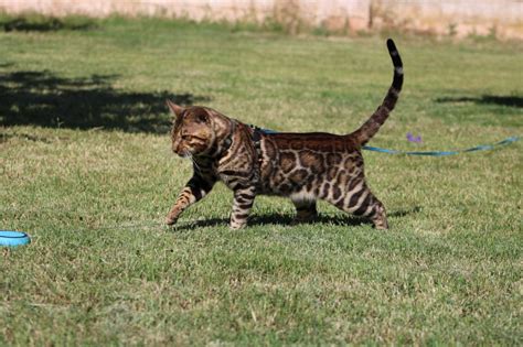 El encanto del gato bengalí para cuidarlo y disfrutar de sus