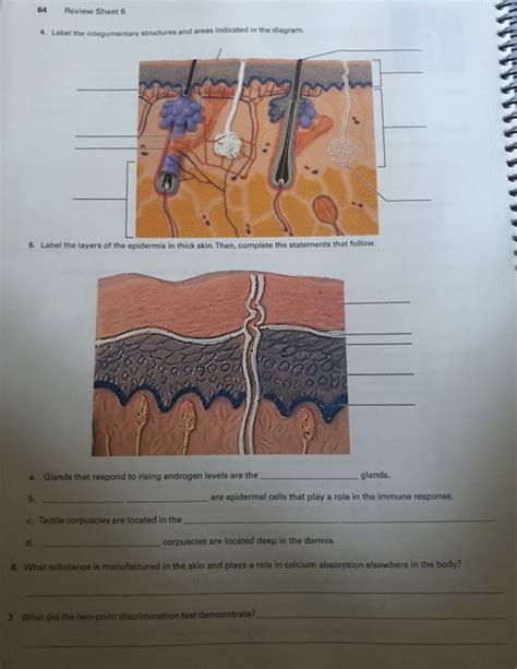 The Integumentary System Review Sheet