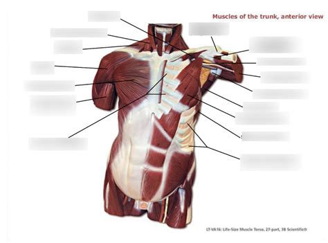 Muscles Of The Trunk Anterior View Diagram Quizlet