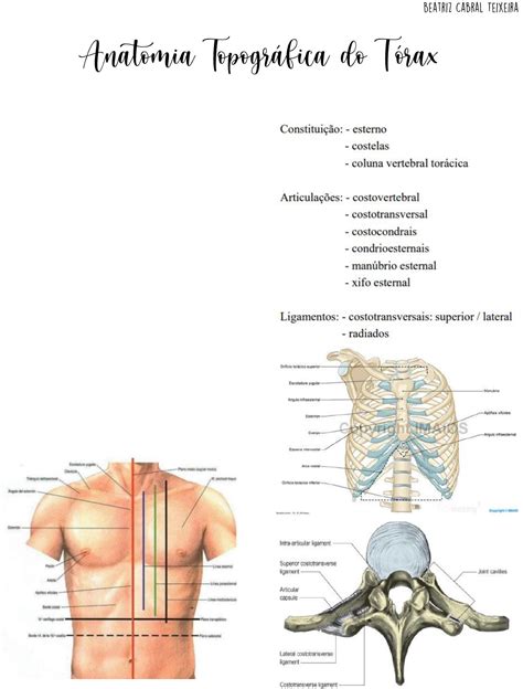Auto Cazar Familiarizarse Torax Anatomia Topografica Su Falso Armario
