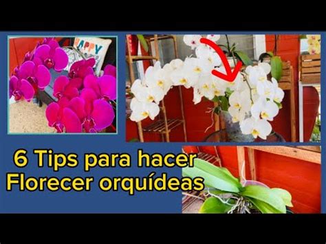 6 TIPS PARA HACER FLORECER ORQUÍDEAS EN CASA YouTube