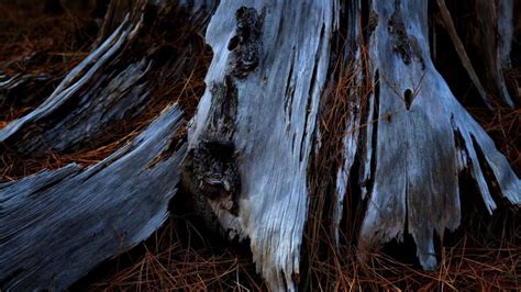 How Do You Rot A Tree Stump Fast