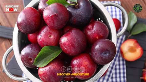 Plum Fruit Farming How To Grow Plum Tree From Seed FO Video Library