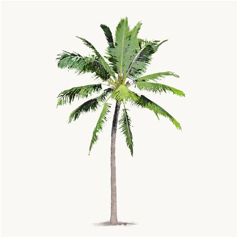 Palm Tree Watercolor Illustration Isolated Premium Vector Rawpixel