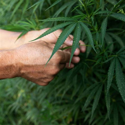 Quantidade de maconha para diferenciar usuário de traficante é de 40g