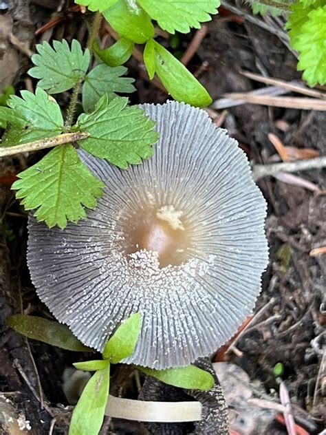 Coprinellus Xanthothrix From Valley County ID USA On June 16 2023 At