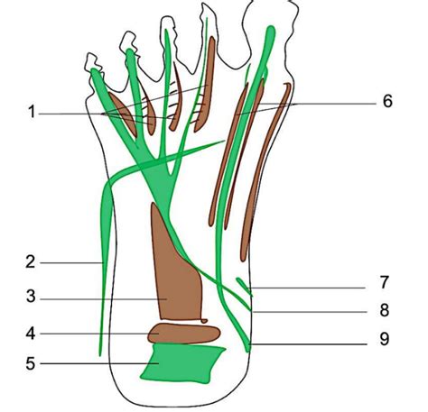 Diagramme de troisième couche plantaire du pied vue inférieure Quizlet