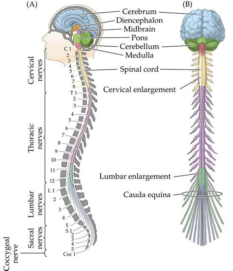 Spinal Nerve Nervous System Spinal Cord