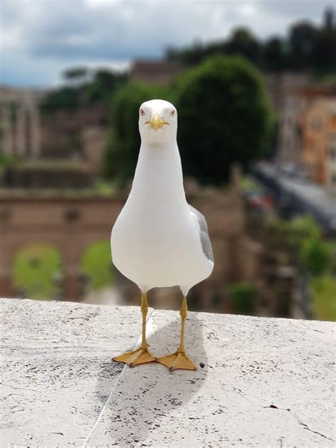 Möwe Vogel Italien Kostenloses Foto auf Pixabay Pixabay