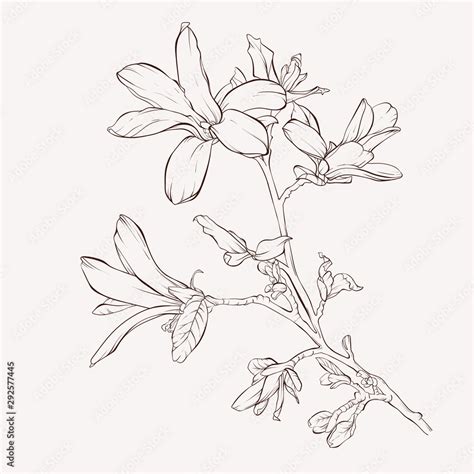 Sketch Floral Botany Collection Magnolia Flower Drawings Black And