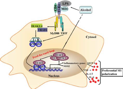A Schematic Model Of The Molecular Mechanisms By Which TERT Acts In A