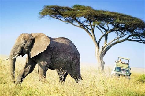 2023 4 Days Budget Camp Safari Serengeti Ngorongoro Crater And