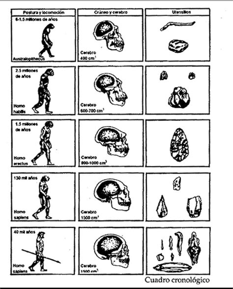 Blog de Sociales 1º ESO EL PROCESO DE HOMINIZACIÓN