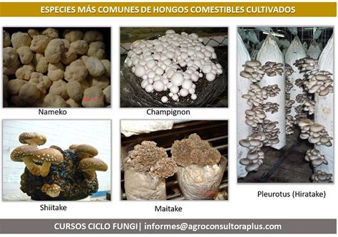 Qué se necesita para producir hongos comestibles blog ACP ACP