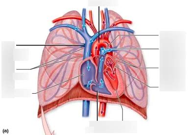 Pulmonary Circulation Diagram Quizlet
