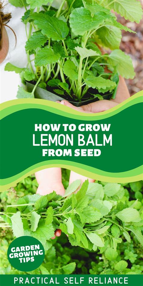 How To Grow Lemon Balm How To Grow Lemon Lemon Balm Plant Growing