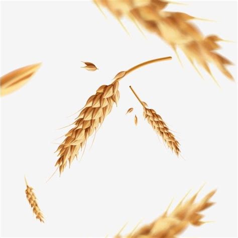 Ilustração Realista De Propaganda De Trigo PNG Clipart De Ouro Trigo