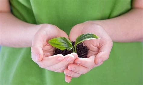 que hacer para cuidar las plantas Cómo cuidar las Guía 2022