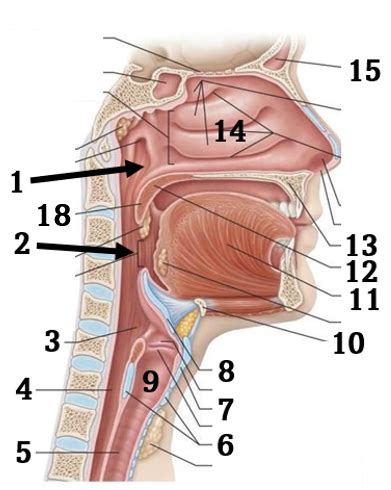 Respiratory System Anatomy A P Lab Practical Final Flashcards Quizlet
