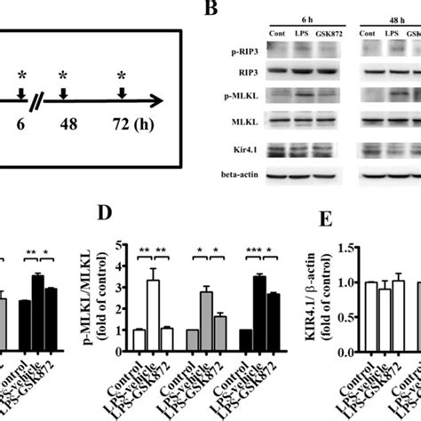 GSK872 Attenuated The Increased Extracellular Levels Of Potassium And
