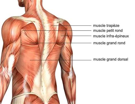 Muscles du Dos Dorsaux Trapèzes Lombaires Anatomie illustrée et