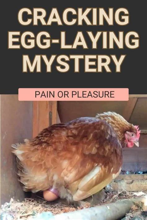 Is It Painful For Chickens To Lay Eggs