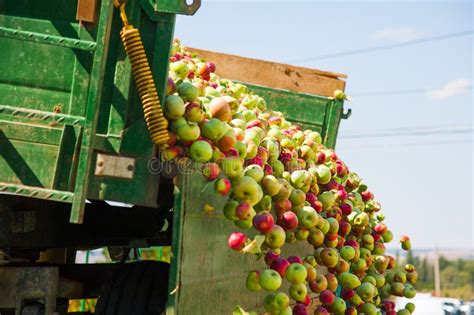 Manzanas Maduras Que Son Procesadas Y Transportadas En Un Favorable